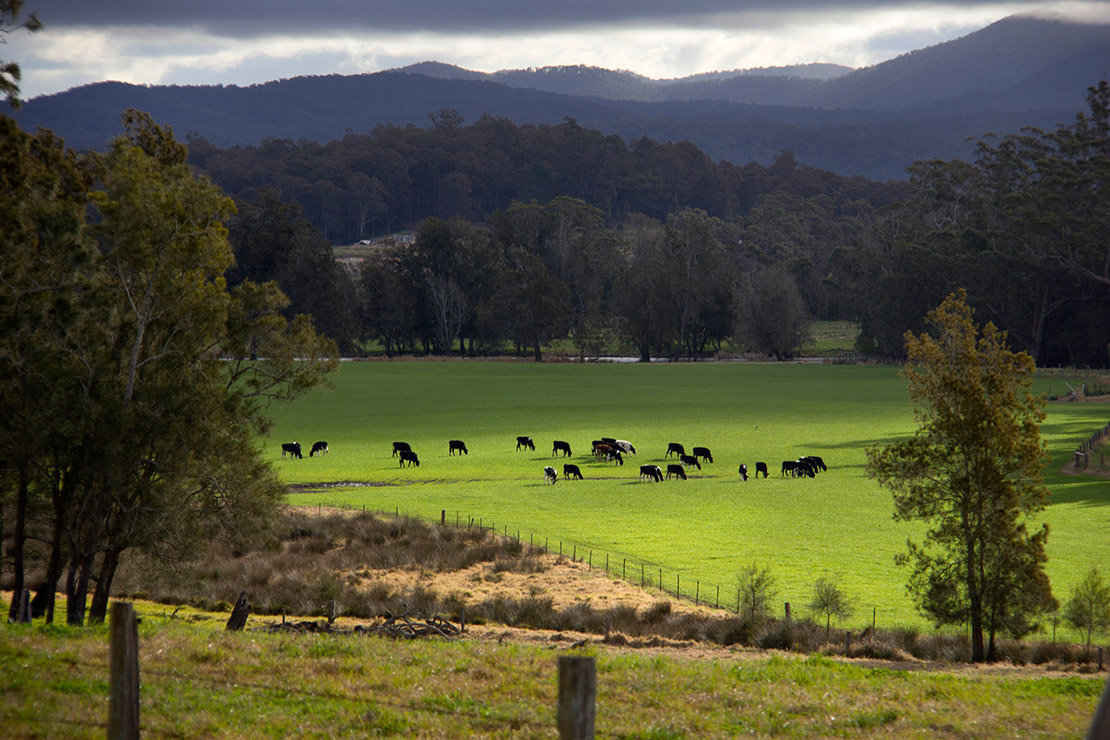 Bodalla Dairy - pepperit
